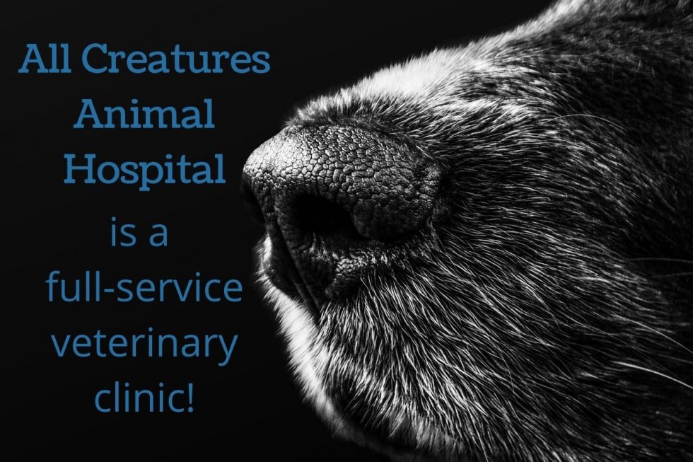 Services - All Creatures Animal Hospital
